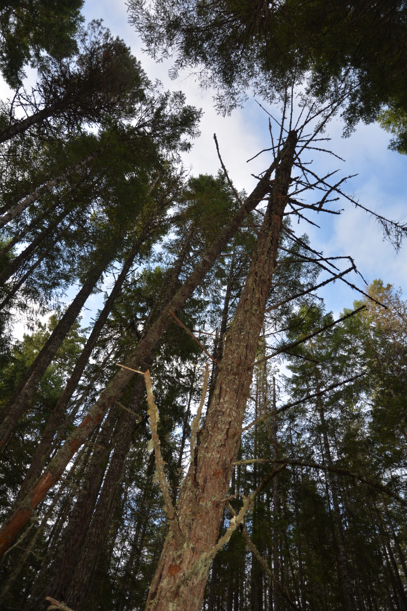 Dangerous Tree Resources – The BC Forest Safety Council